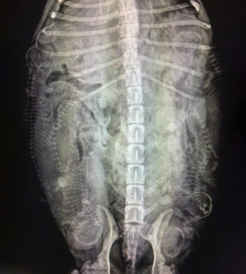 Advanced Vet Imaging – Houston, TX | Meyerland Animal Clinic